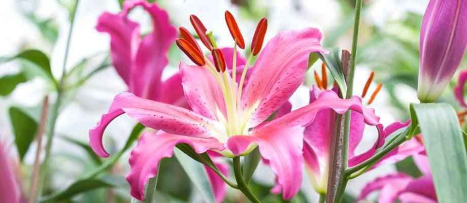 Planter des Lys – Bakker.com