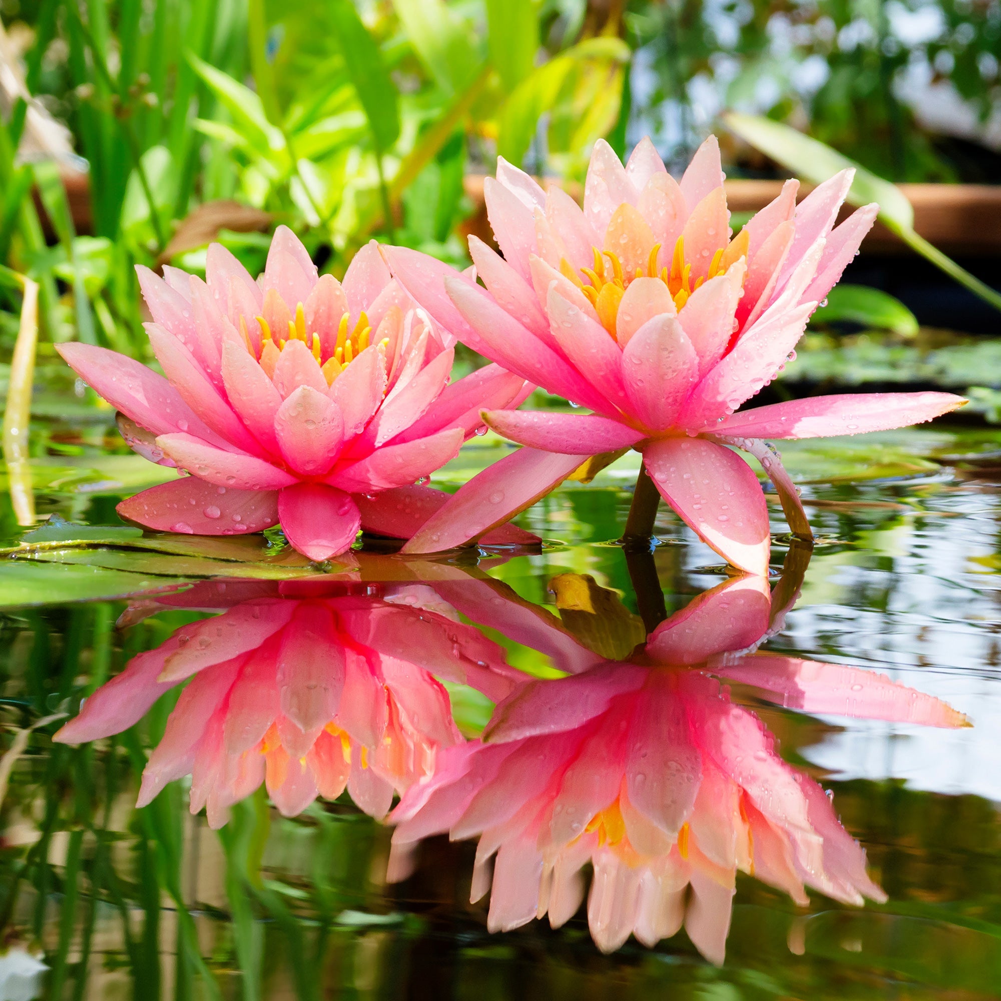 Populage de Howell - Caltha howellii | Achat en ligne sur Bakker.com