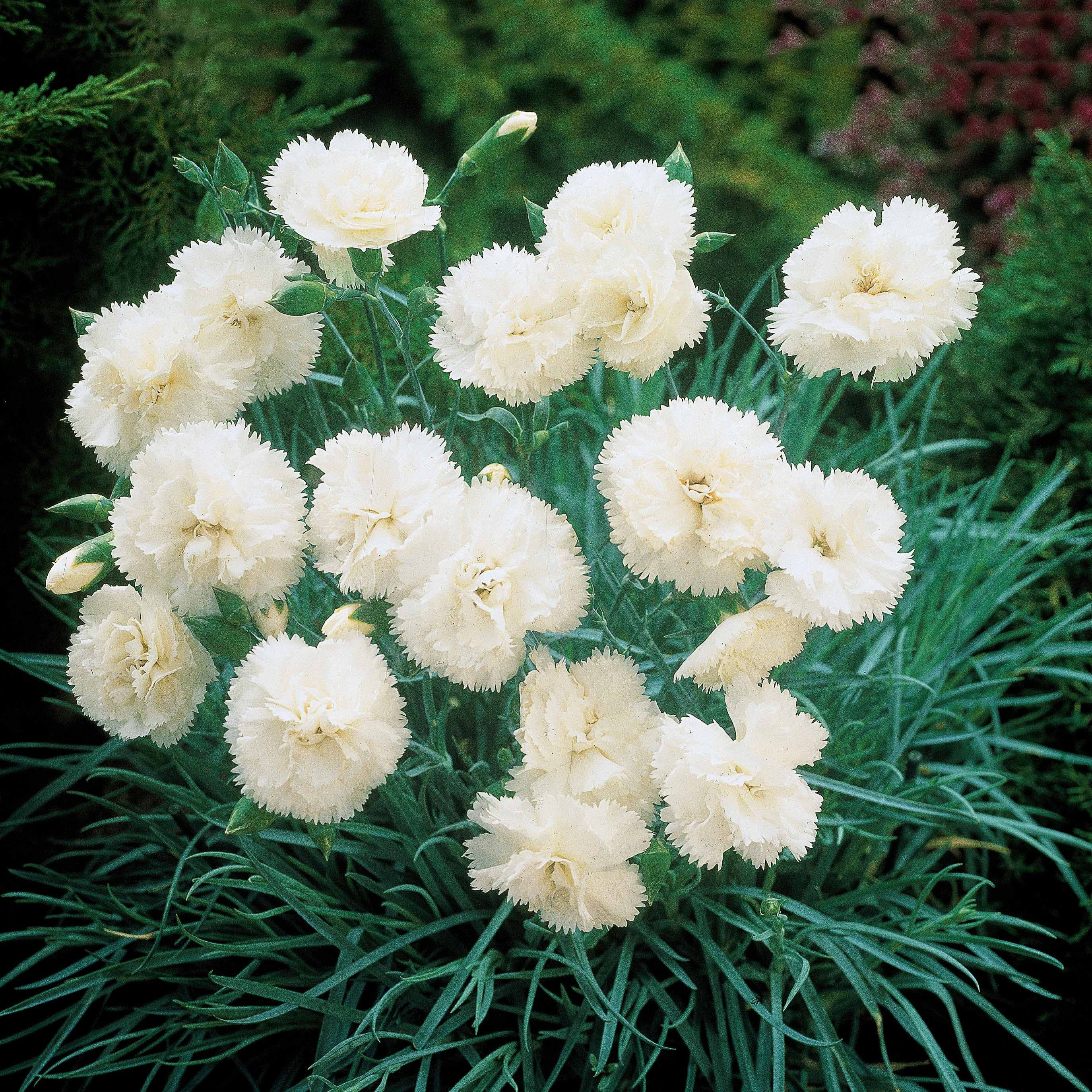 Œillet - Dianthus | Achat en ligne sur Bakker.com