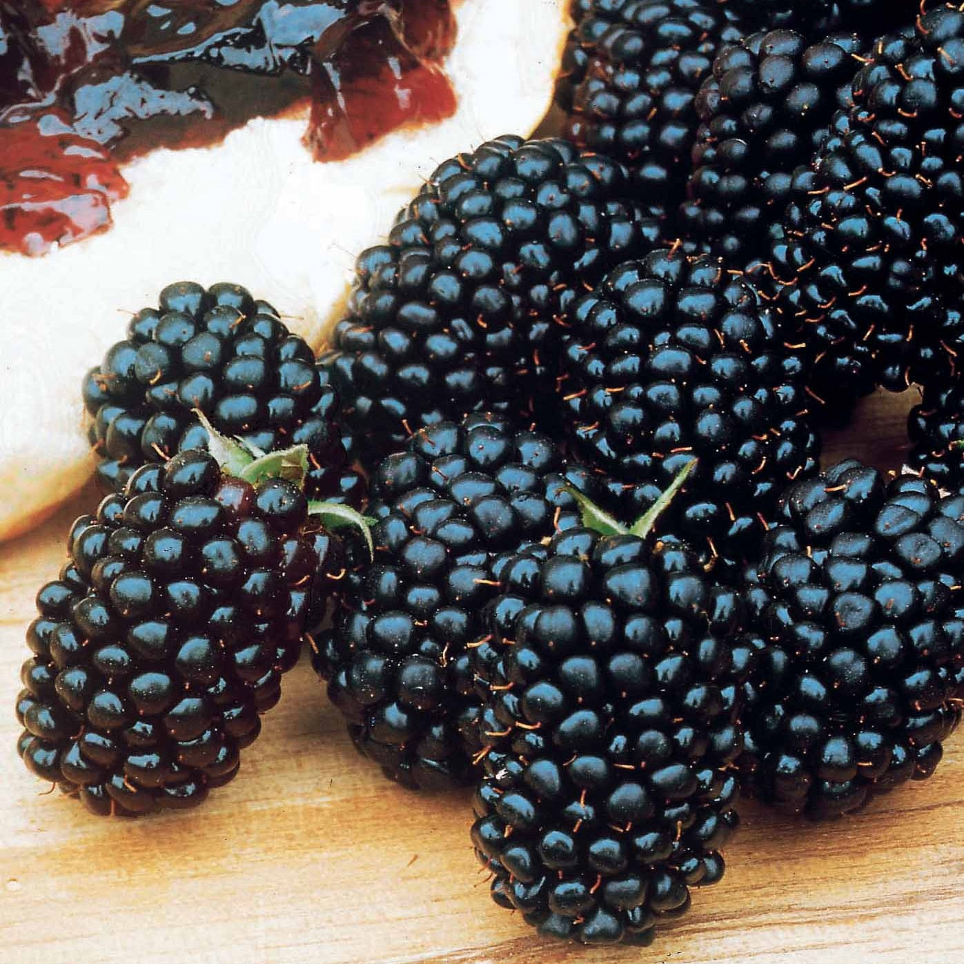 Les meilleures variétés de mûrier à cultiver – Bakker.com