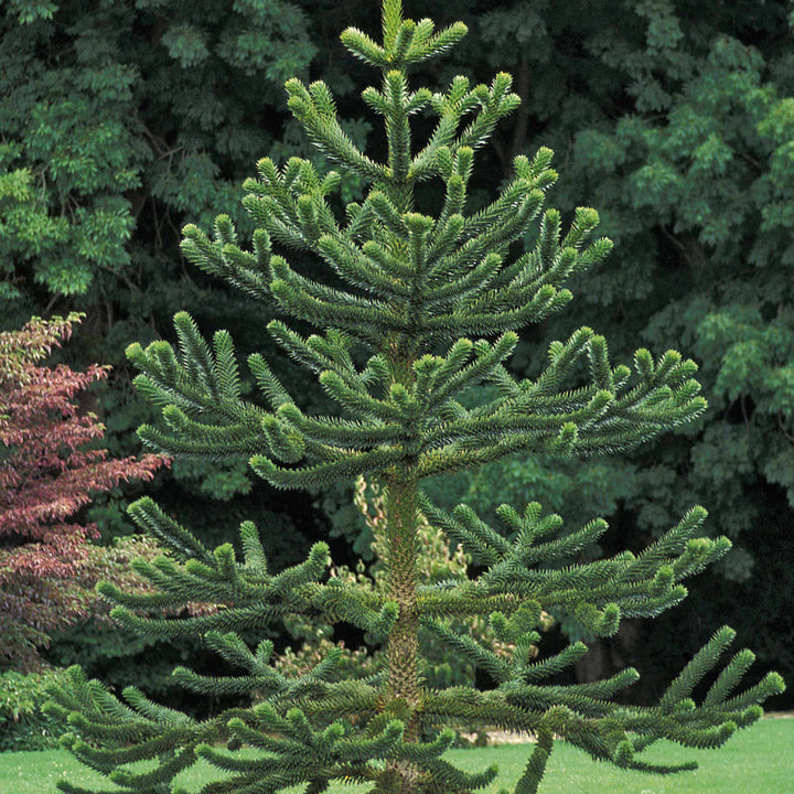 Araucaria de Bidwill - Araucaria bidwillii | Achat en ligne sur Bakker.com
