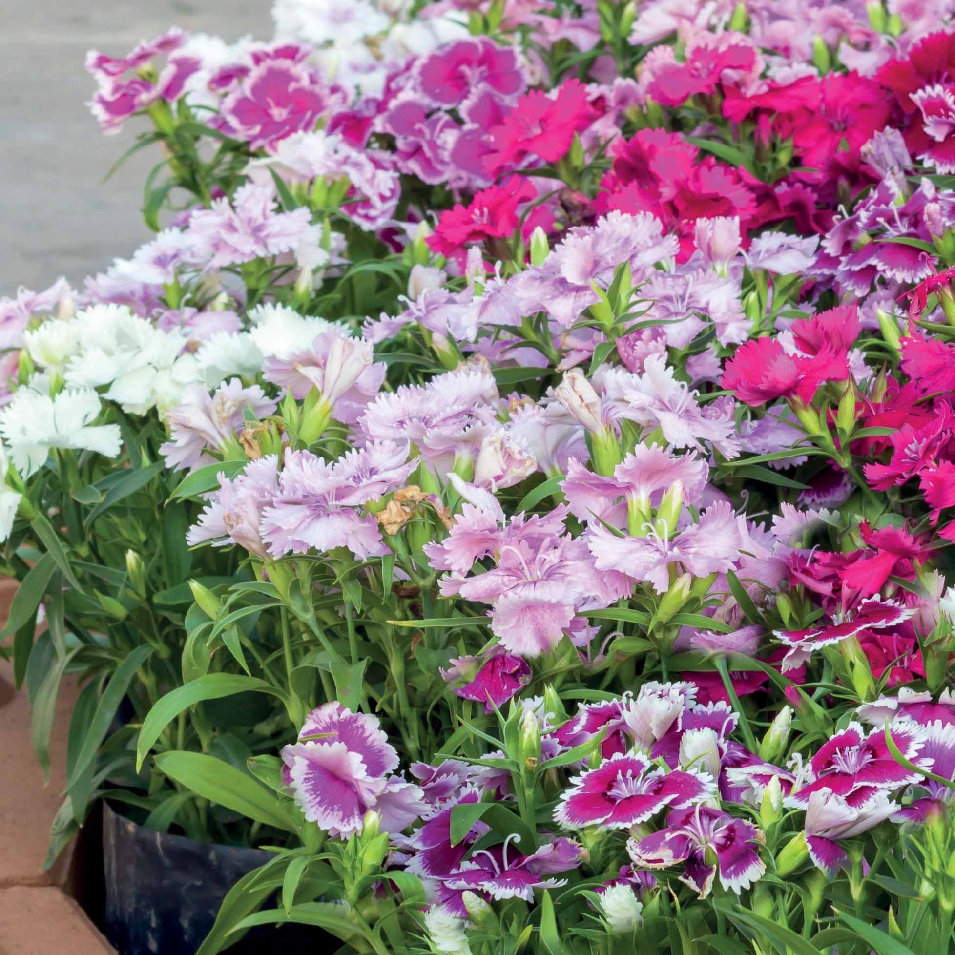 Achat Œillet - Dianthus en ligne | Bakker.com
