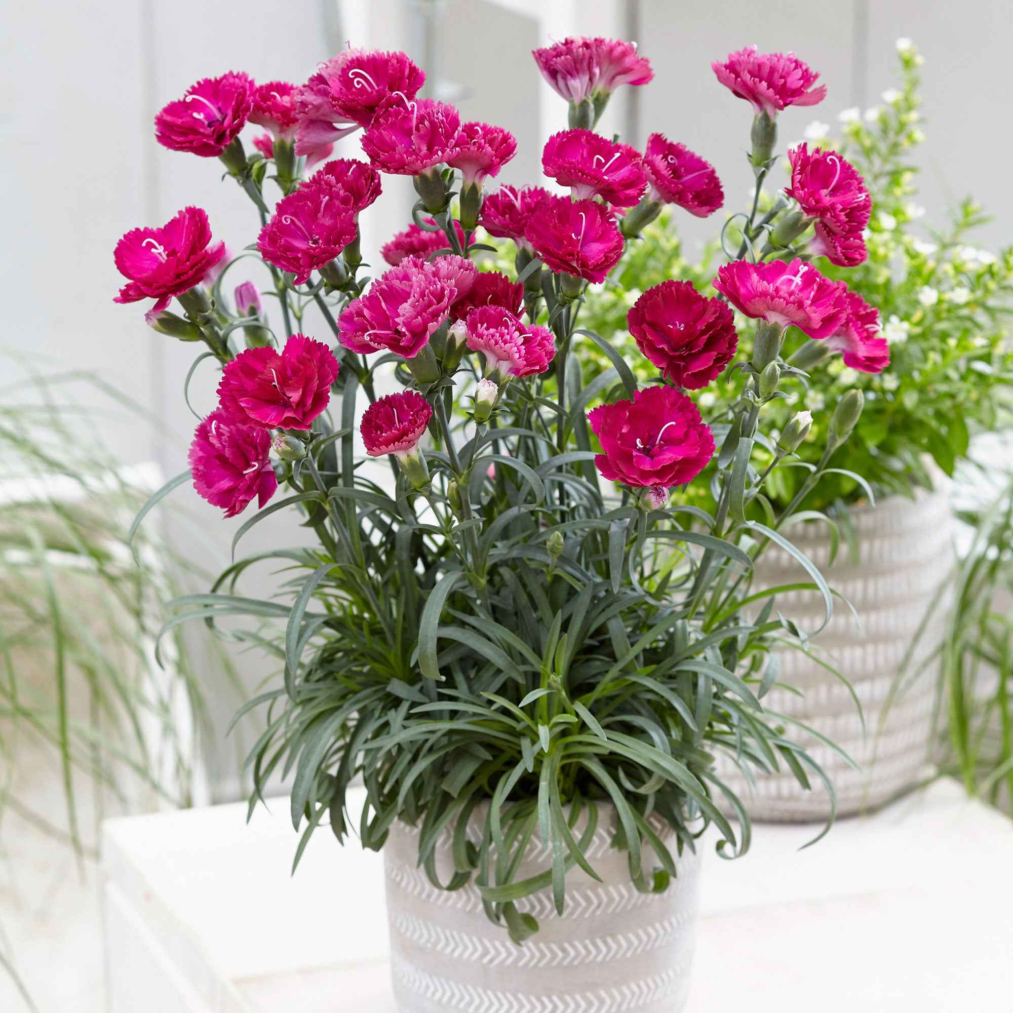 Œillet - Dianthus | Achat en ligne sur Bakker.com