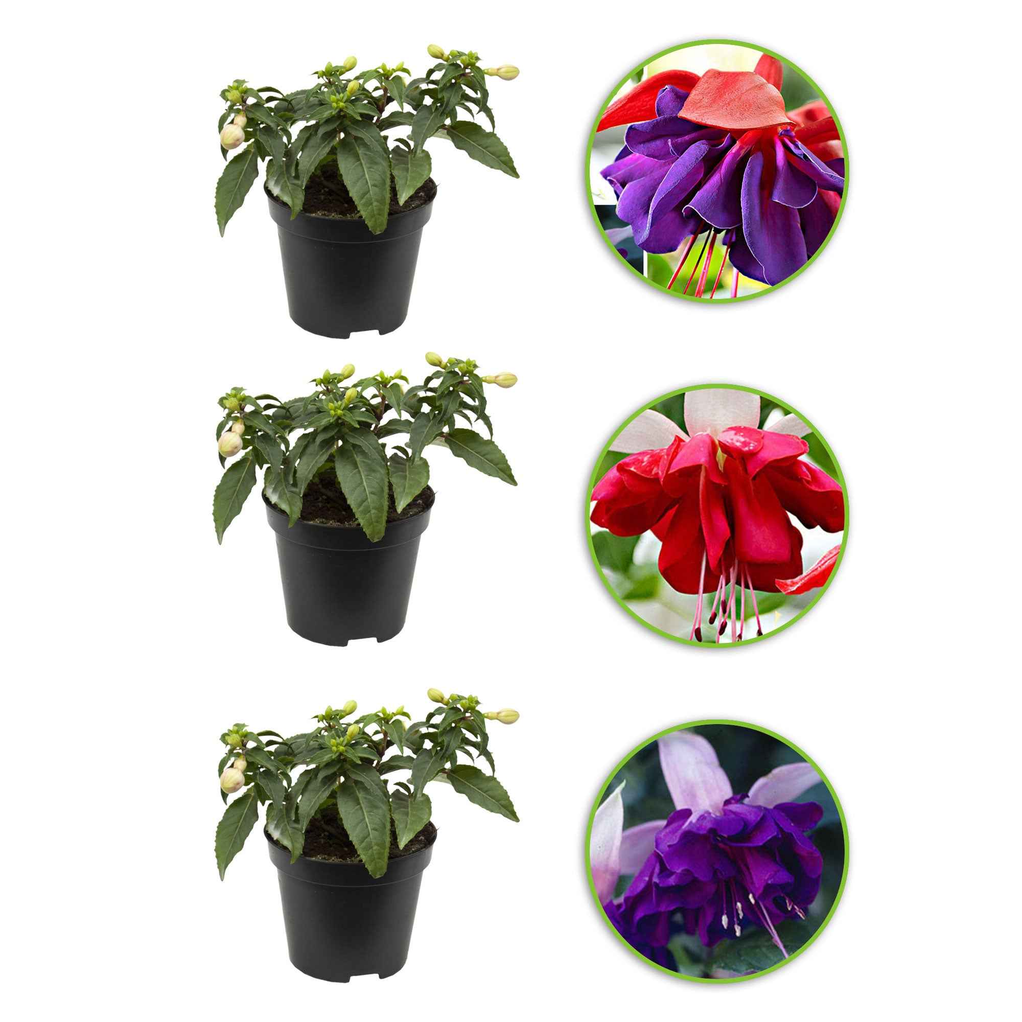 3 Fuchsias en mélange (Seventh Heaven, Voodoo, Royal Mosaic) | Bakker.com