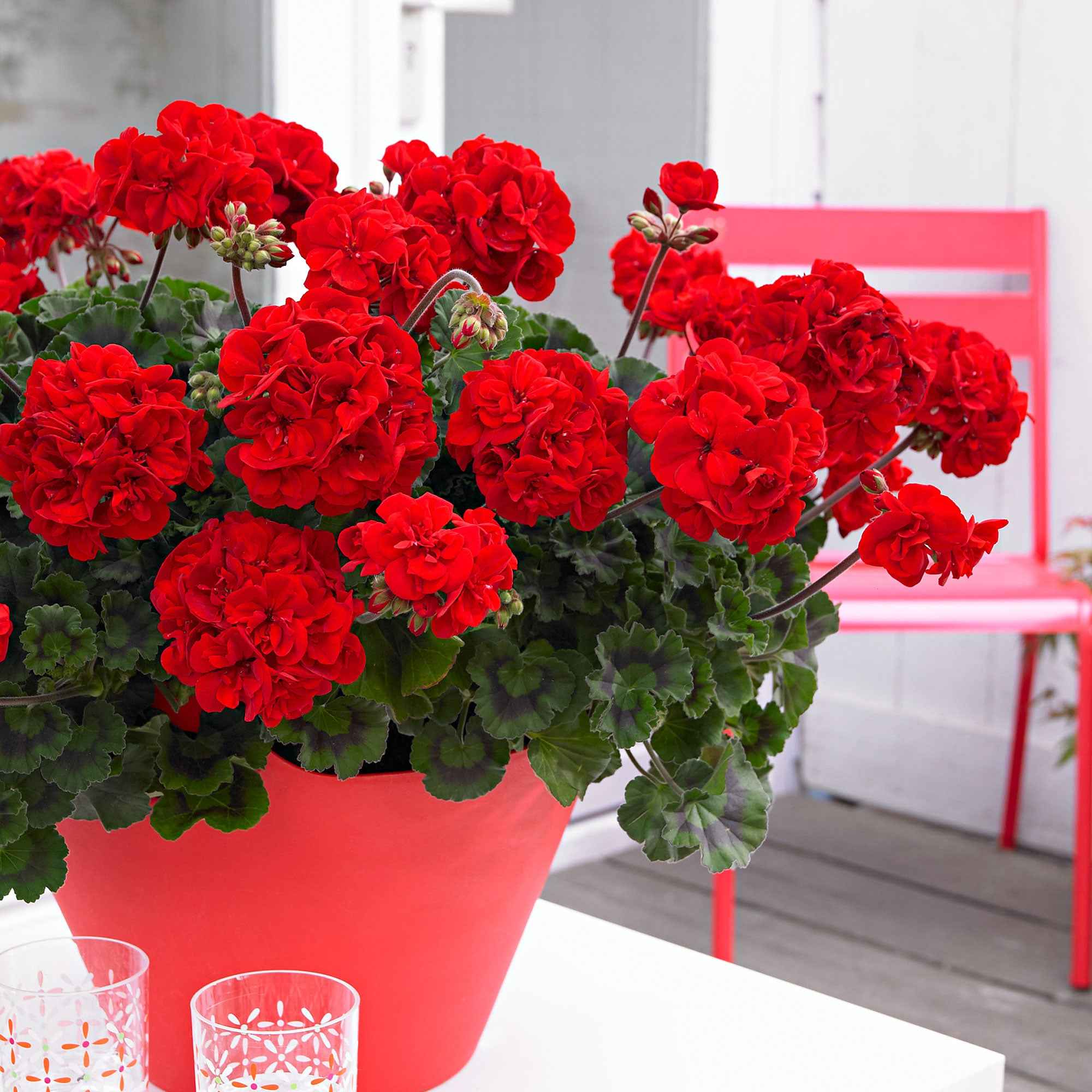 3 Géraniums à massifs rouges Toscana ® | Bakker.com