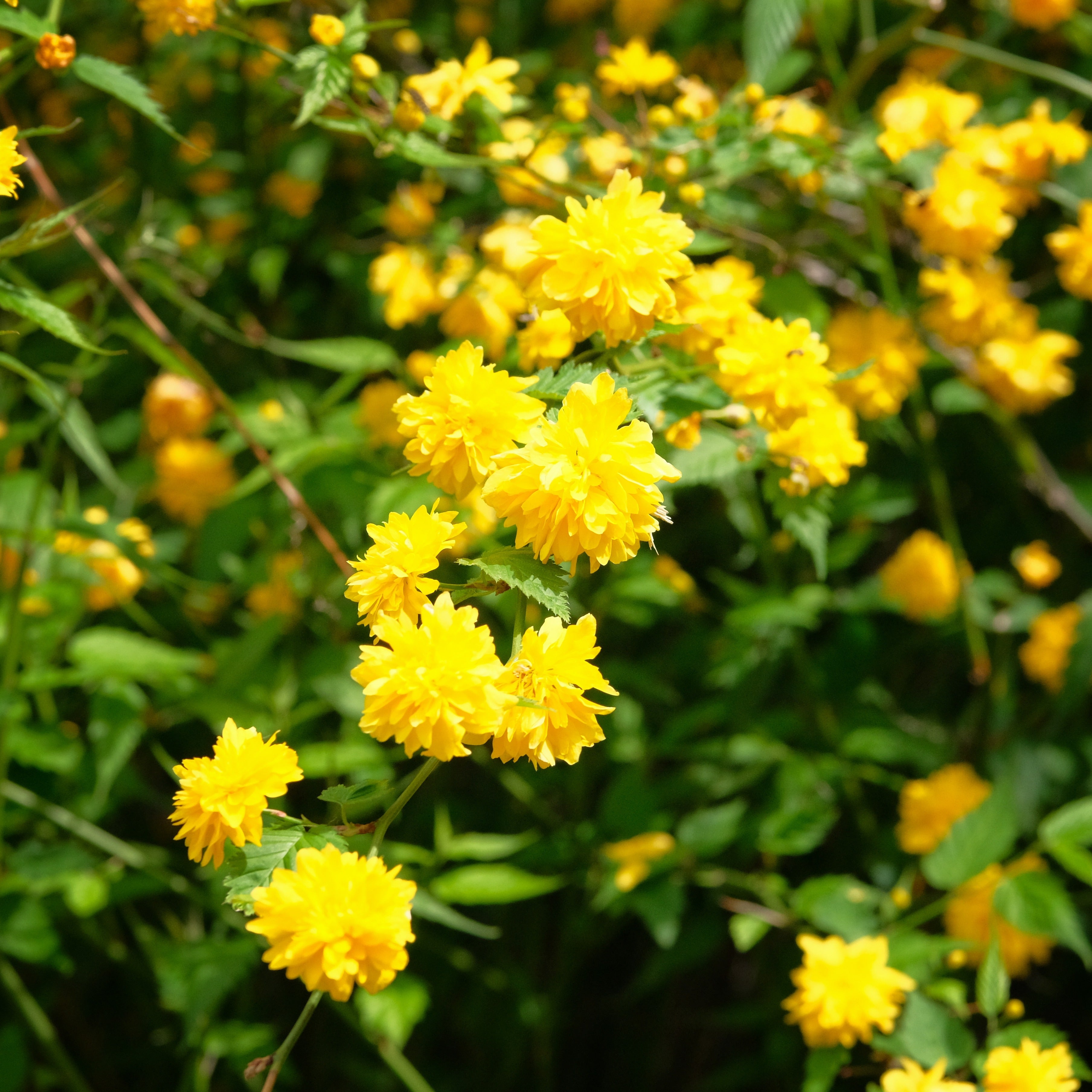 Corête du Japon | Bakker.com