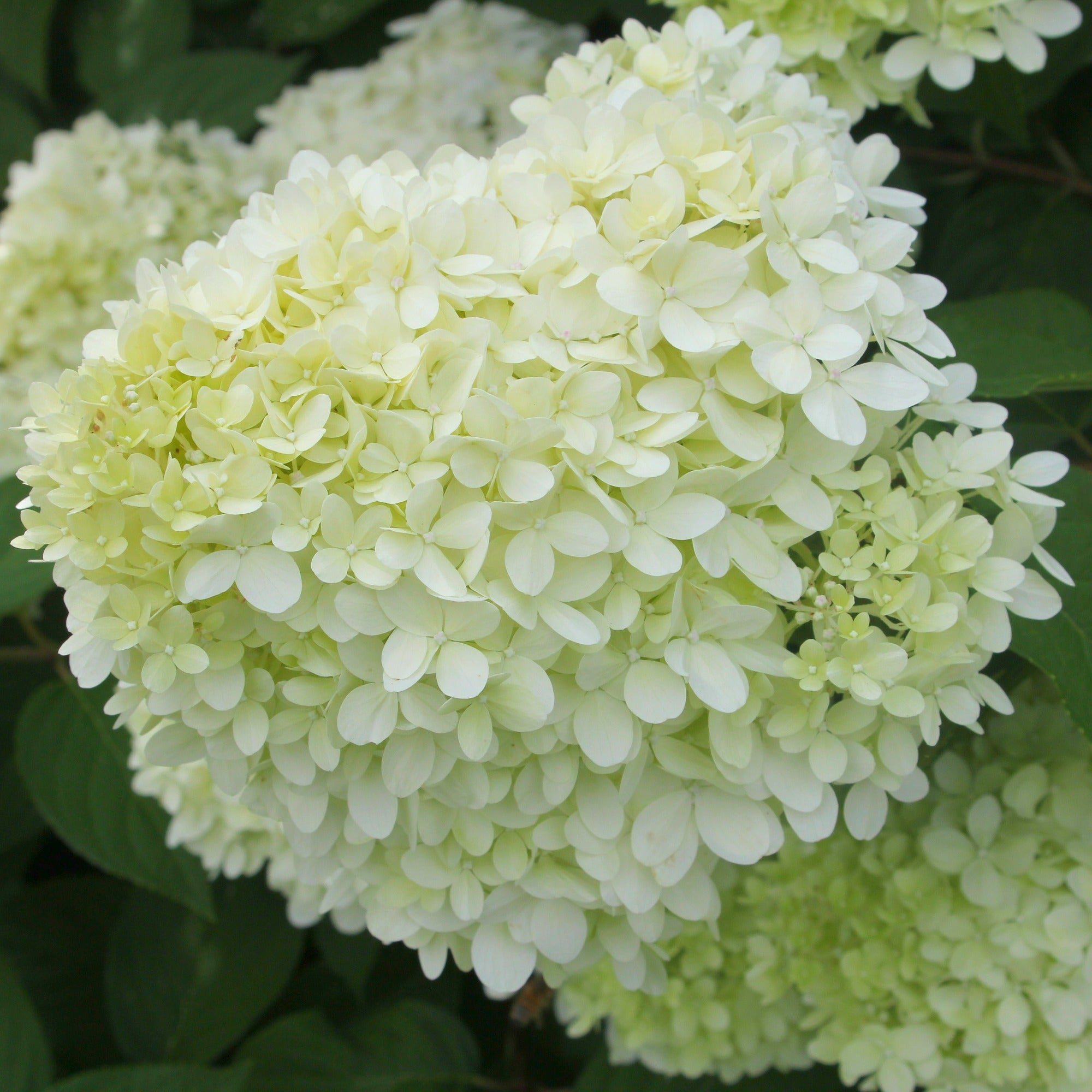 Hortensia Limelight ® sur tige | Bakker.com