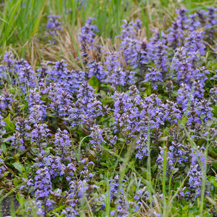 Bugle rampante Purple Torch | Bakker.com