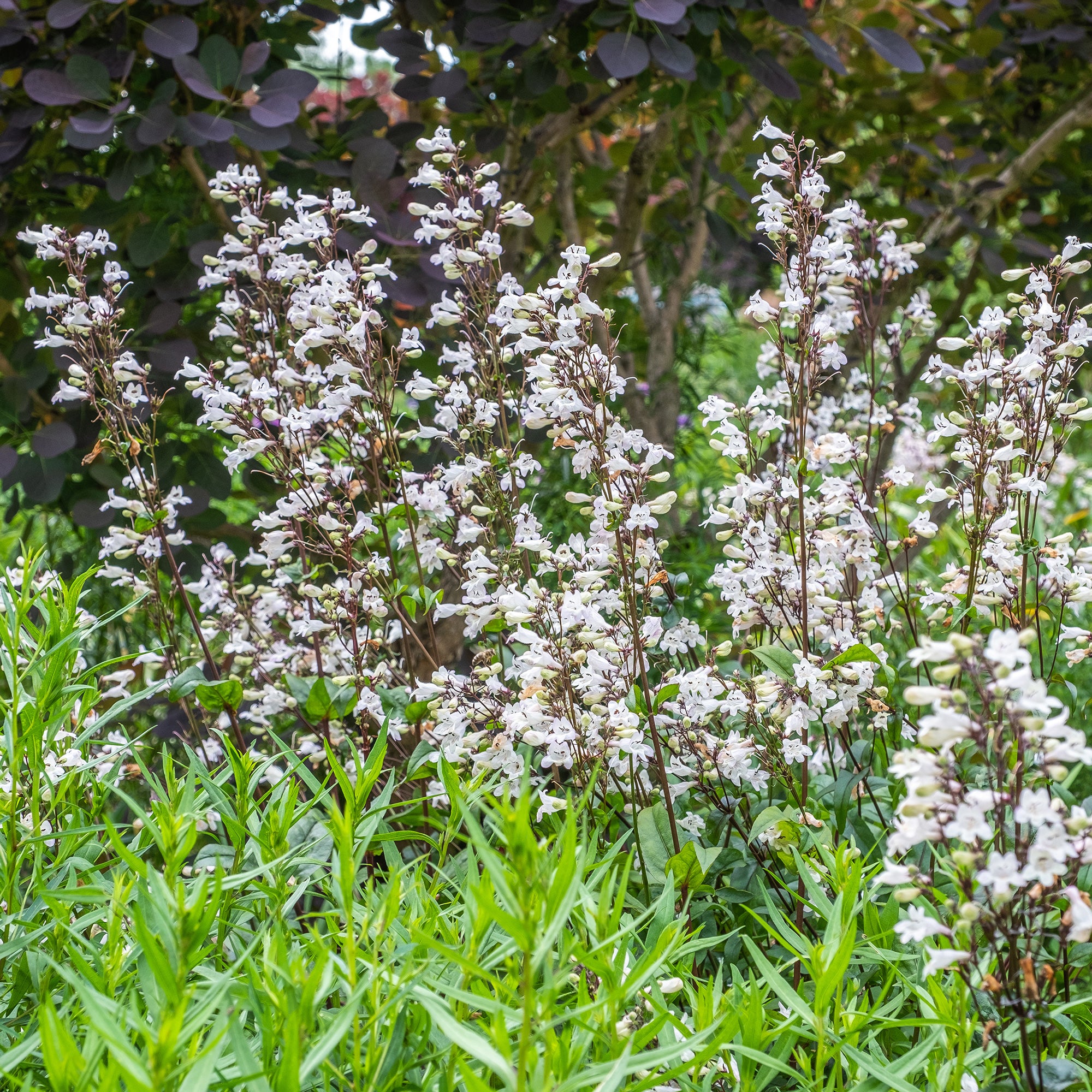 Galane Husker Red - Penstemon | Bakker.com