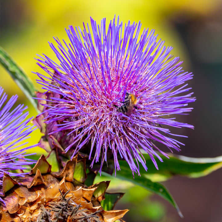 Laitue batavia Blonde Florine | Bakker.com