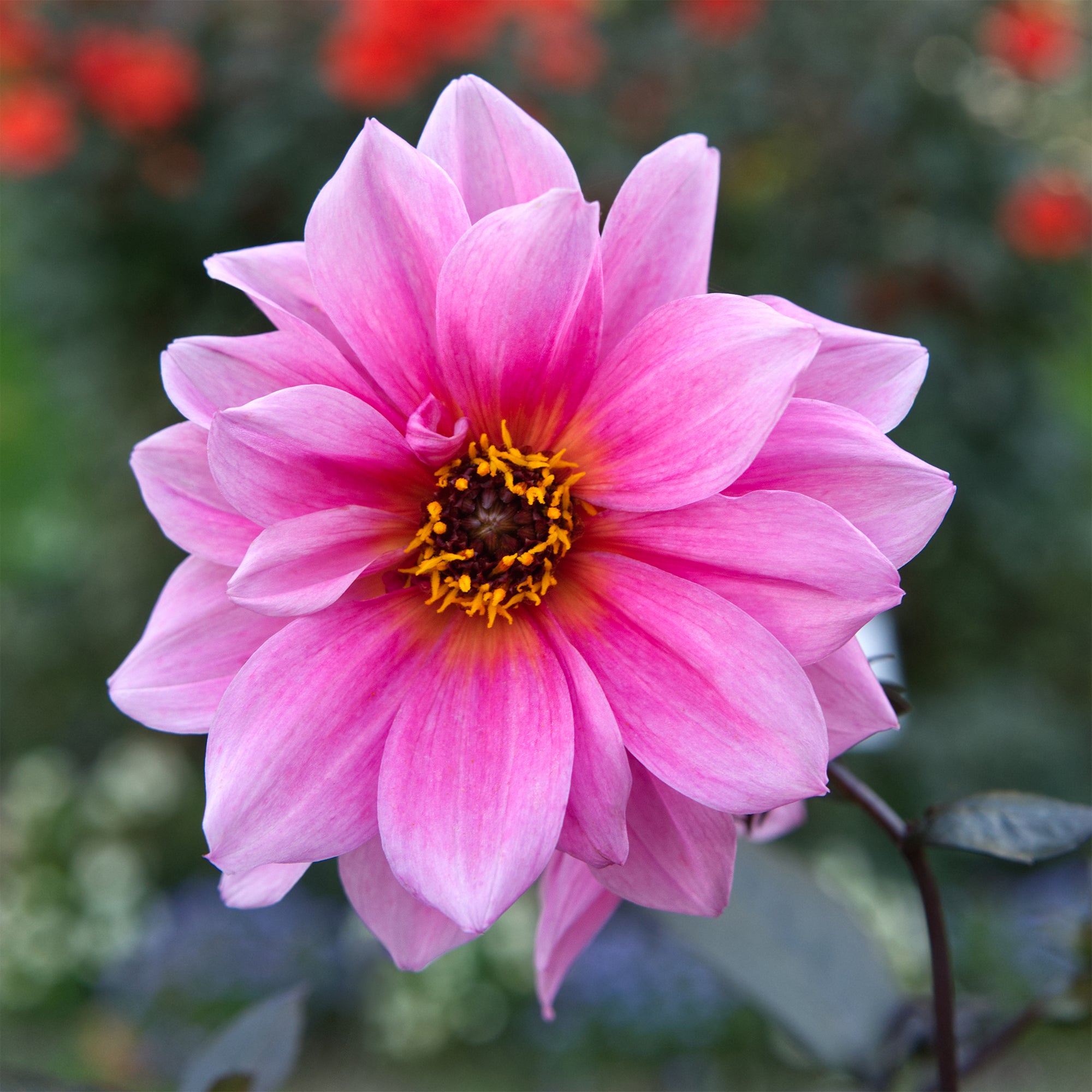 Bulbes Dahlia Fascination | Bakker.com