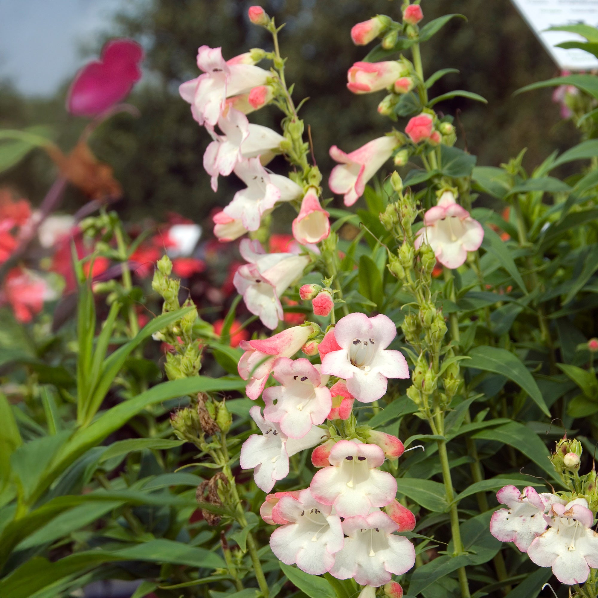 Galane Apple Blossom - Penstemon | Bakker.com