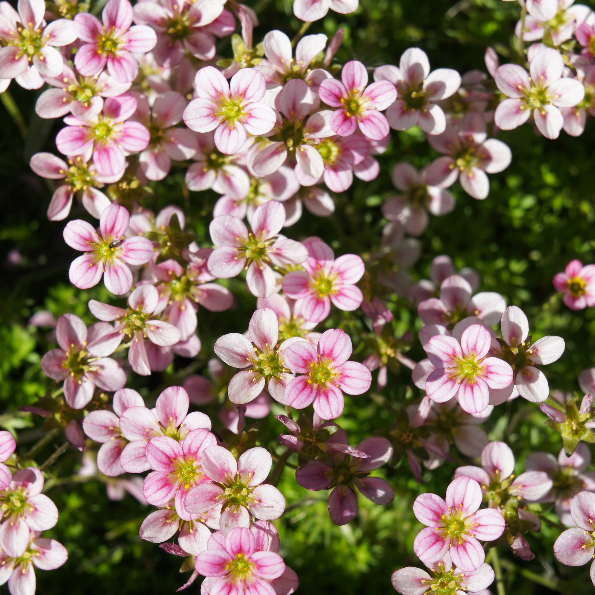 Saxifrage mousse Touran Neon Rose | Bakker.com