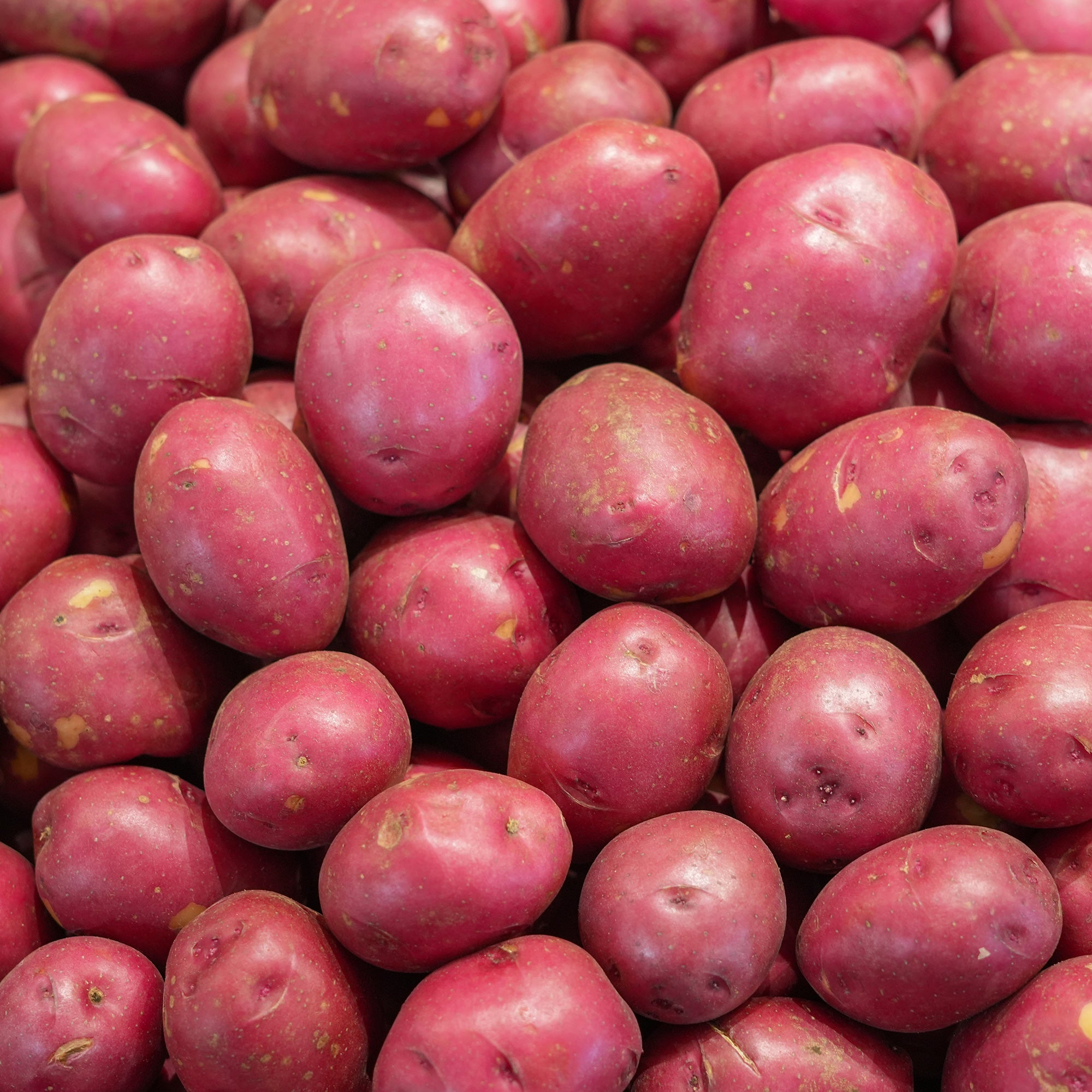 10 Pommes de terre Rouge des Flandres | Bakker.com