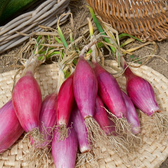 Graines Oignon Rouge long de Florence | Bakker.com