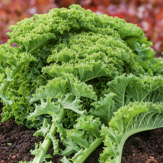 Graines Chou frisé Vert demi nain Kale | Bakker.com