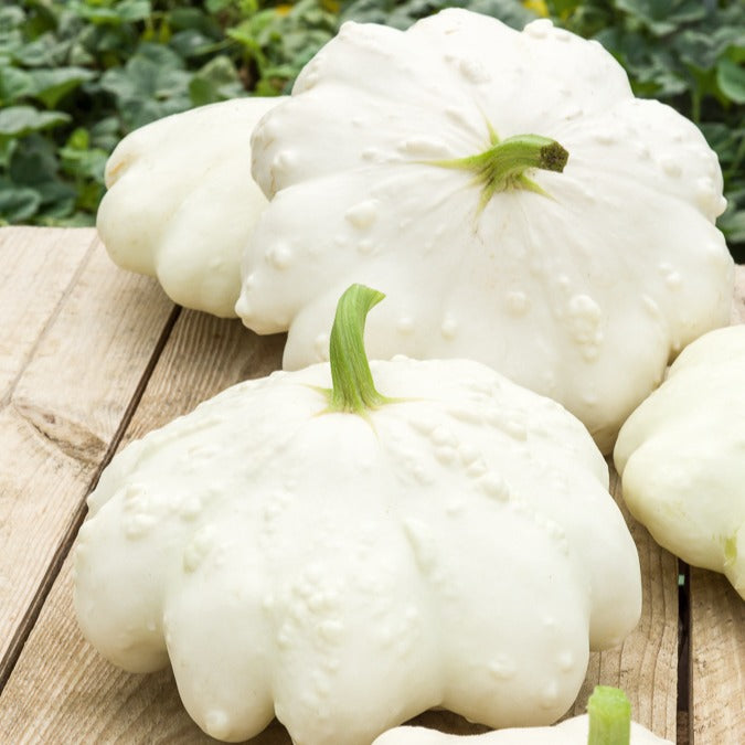Graines Courge pâtisson blanc | Bakker.com