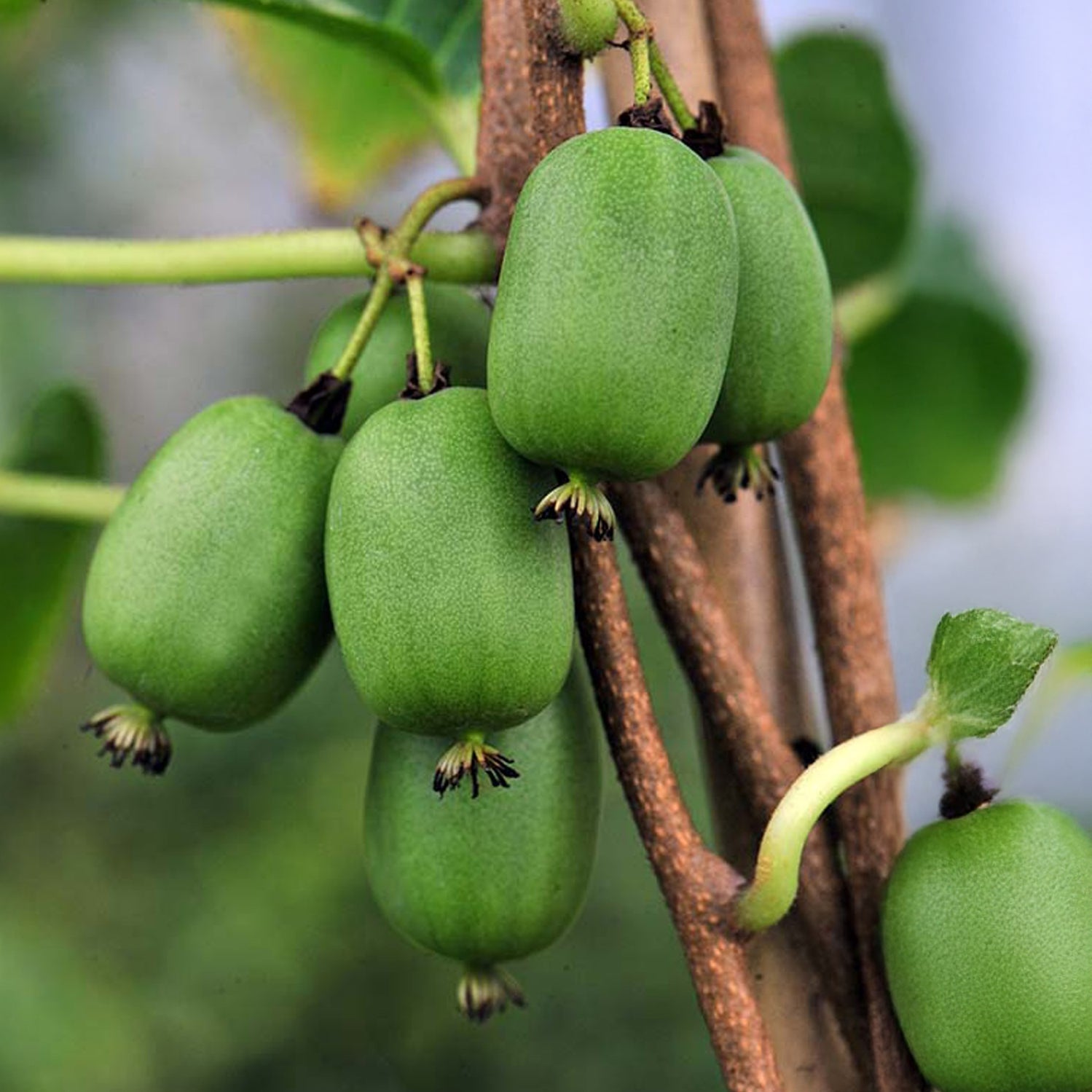 Kiwaï autofertile Vitikiwi® | Bakker.com