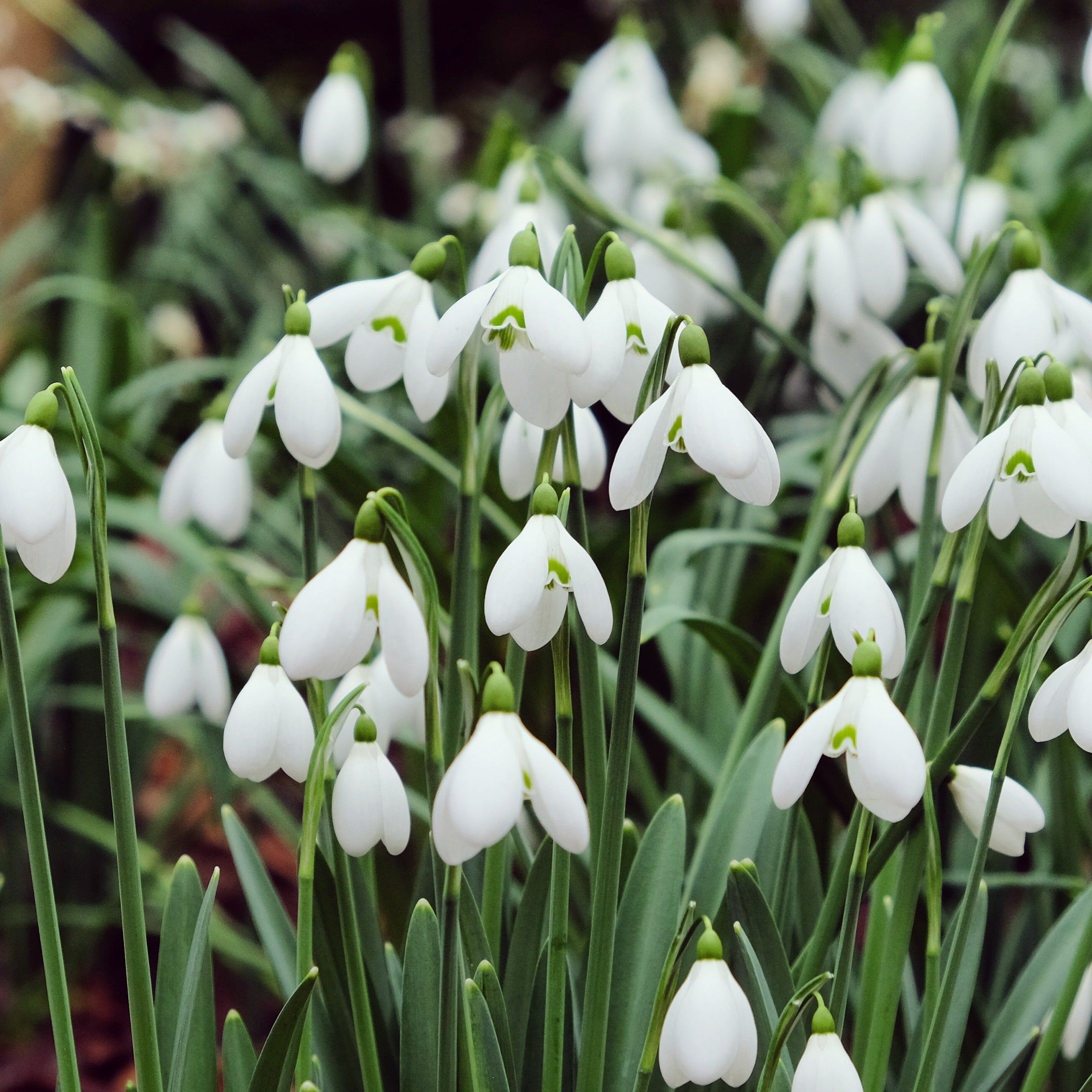 Bulbes 10 Perce-neige géant | Bakker.com