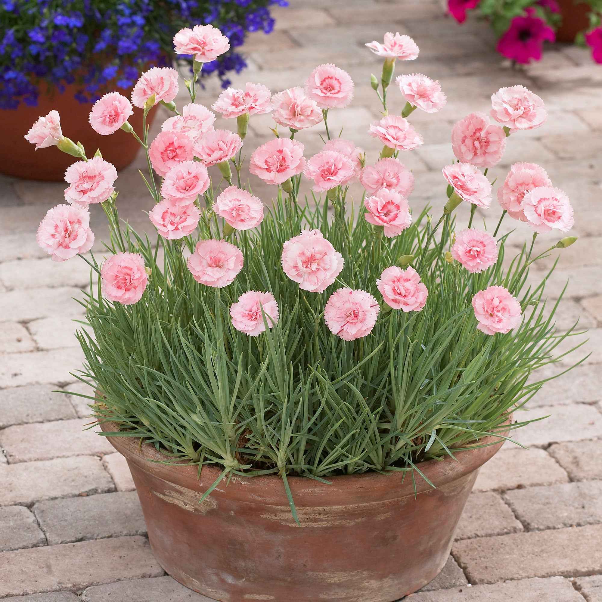 Œillet - Dianthus | Achat en ligne sur Bakker.com