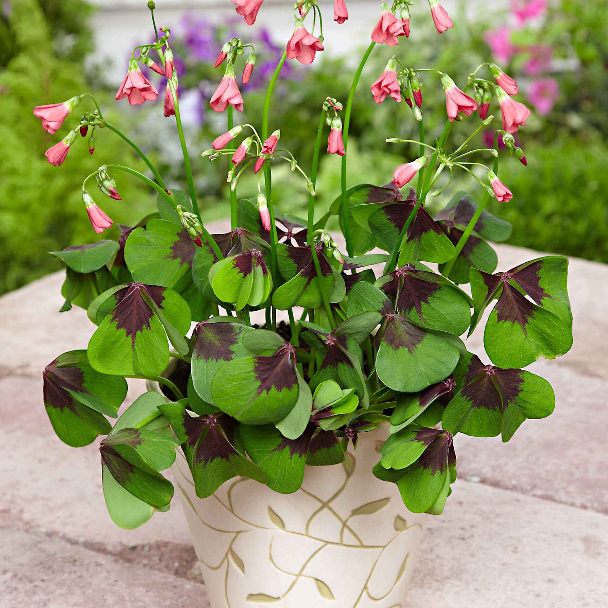 Bulbes 50 Oxalis deppei Iron Cross | Bakker.com