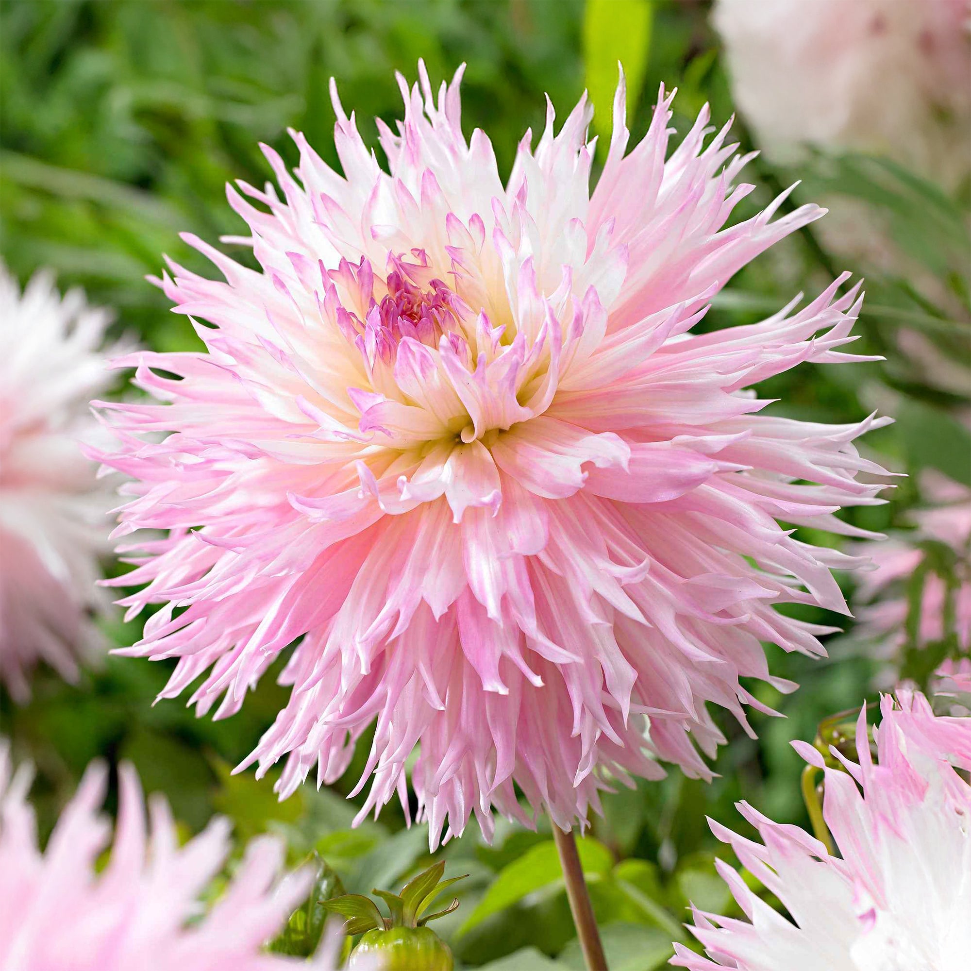 Bulbes 3 Dahlias cactus dentelle Nadia Ruth | Bakker.com