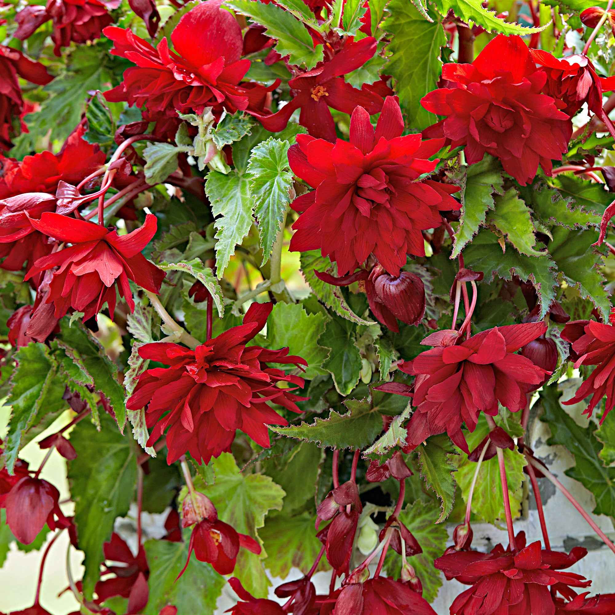 Bulbes 5 Bégonias retombants Scarlet | Bakker.com