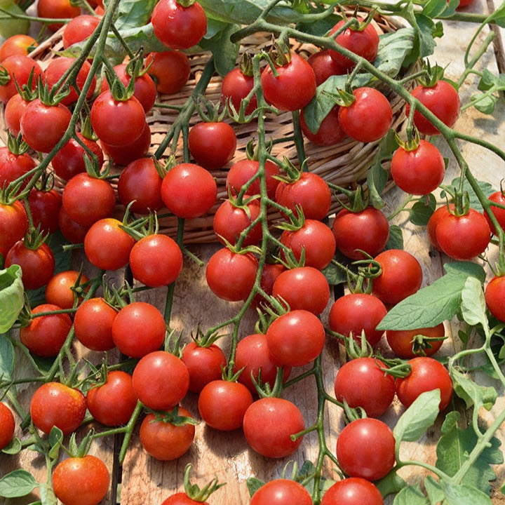 Plant Tomate Cerise Rouge Supersweet 100 | Bakker.com