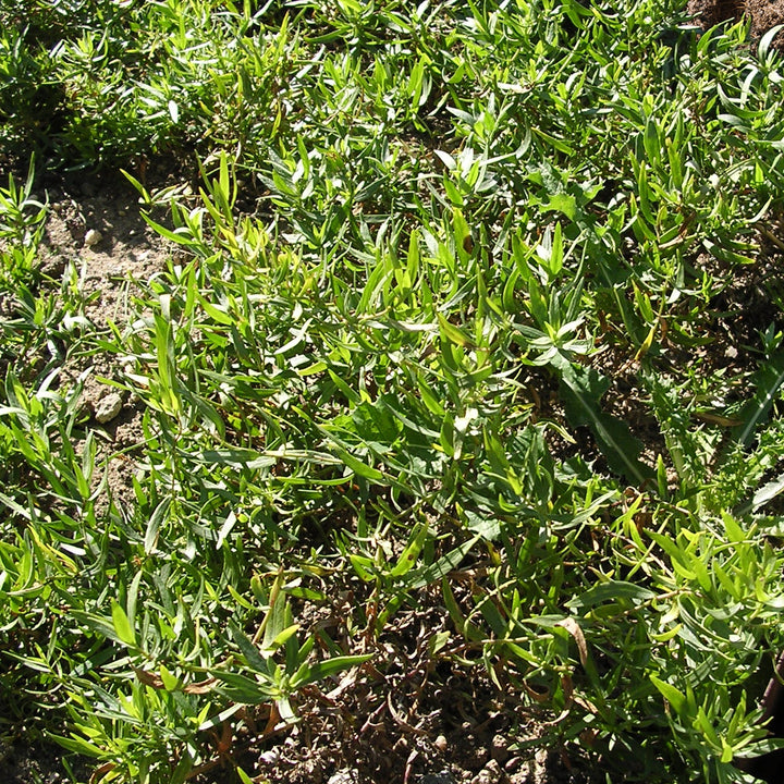 Estragon à feuilles entières - Estragon integrifolium | Achat en ligne ...