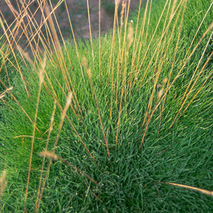 Festuca altissima - Fétuque élevée | Achat en ligne sur Bakker.com
