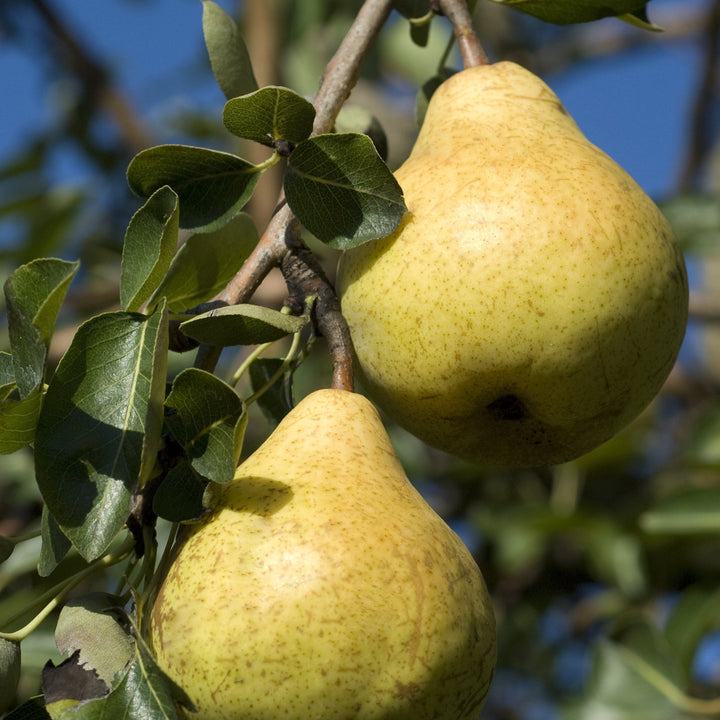 Poirier Beurré Alexandre Lucas | Bakker.com