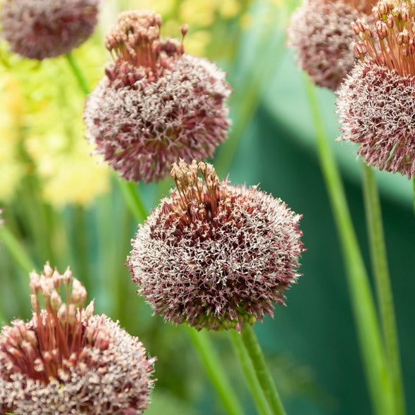 Bulbes 2 Alliums Forelock | Bakker.com